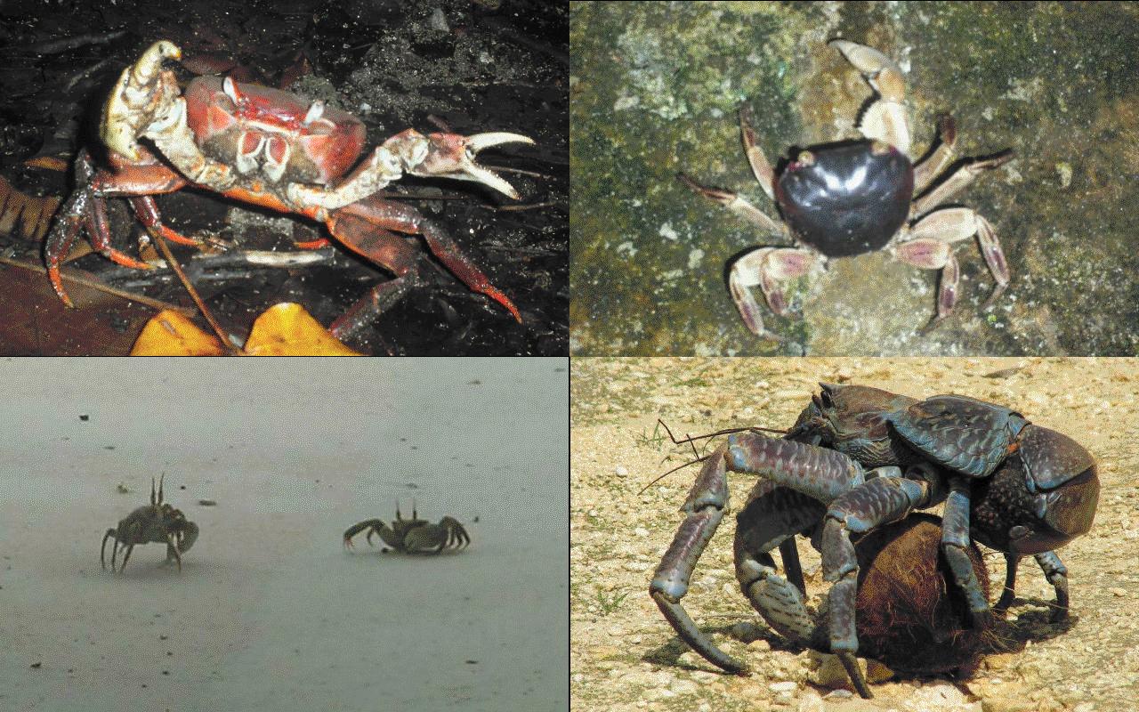 Diego Garcia, British Indian Ocean Territory