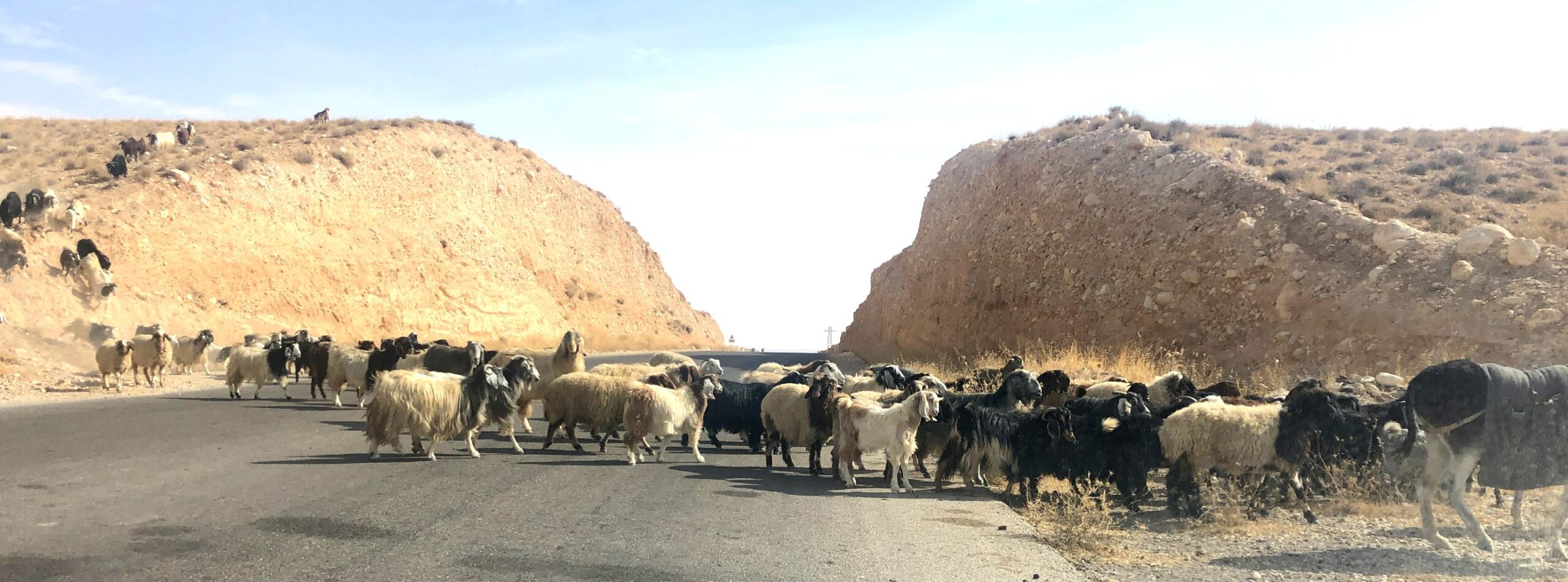 Syria – Faraway Places — 2023